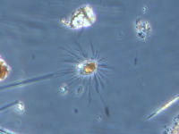 Mallomonas | Media | Suomen Lajitietokeskus