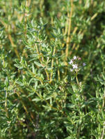 timjami - Thymus vulgaris | Tunnistus | Suomen Lajitietokeskus