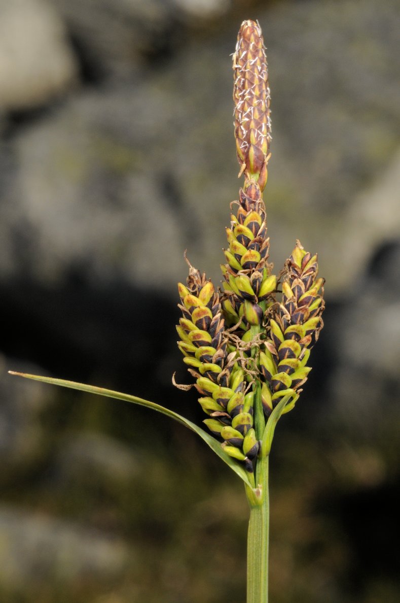 sarakasvit - Cyperaceae | Tunnistus | Suomen Lajitietokeskus