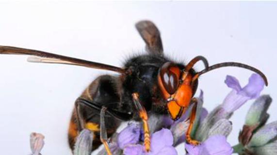 Aasianherhiläinen (Vespa velutina) | Vieraslajit.fi