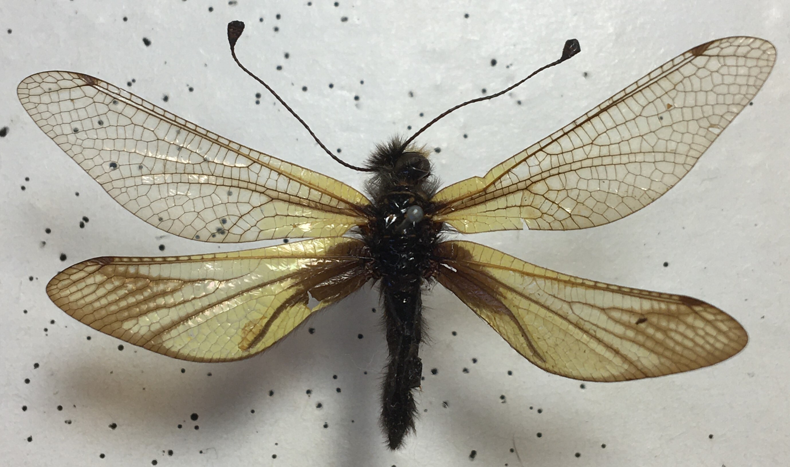 Libelloides sibiricus chinensis (van der Weele, 1909)