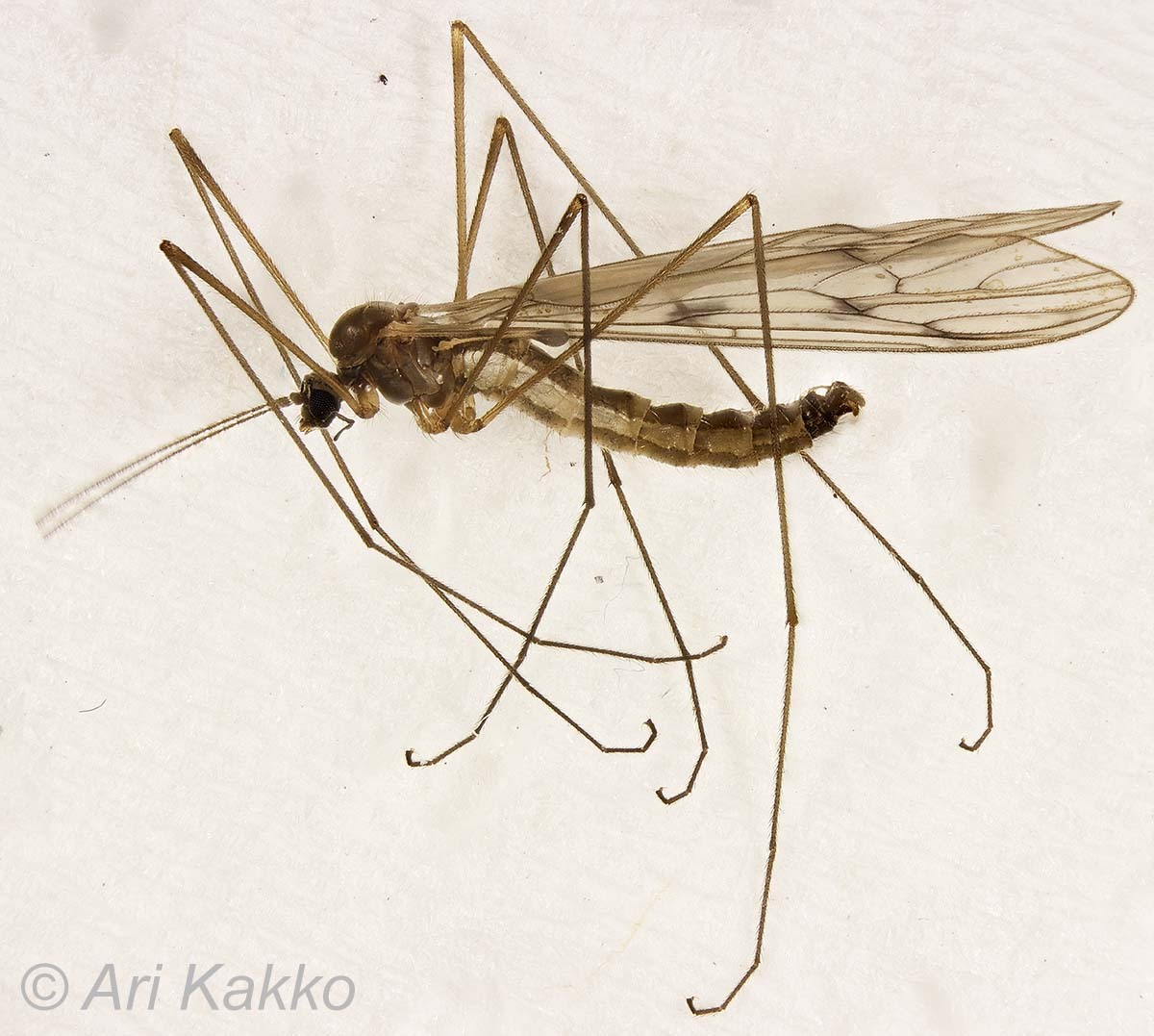 Trichocera maculipennis Meigen, 1818