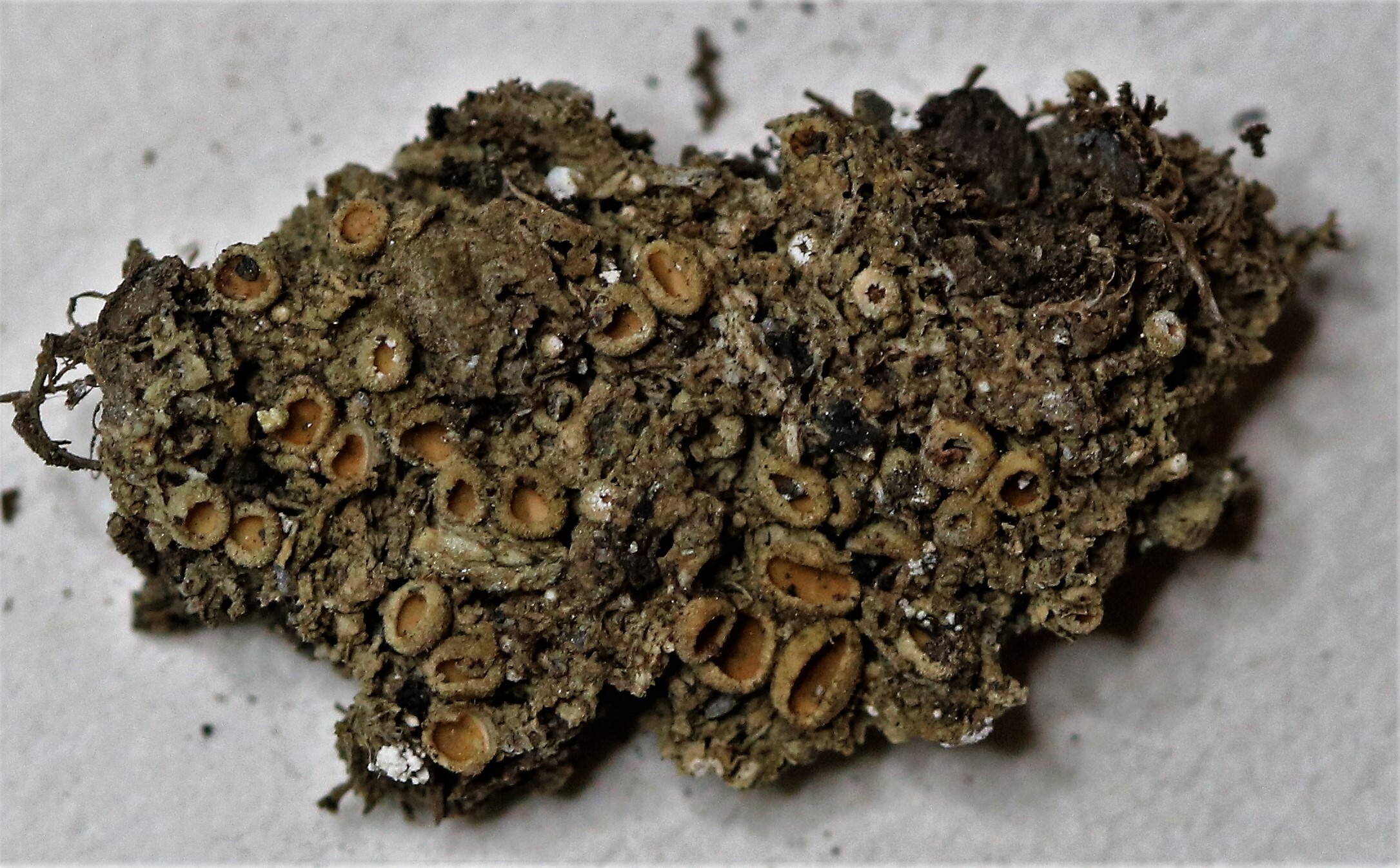 Gyalecta peziza (Mont.) Anzi