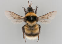 Bombus (Alpinobombus) | Tunnistus | Suomen Lajitietokeskus