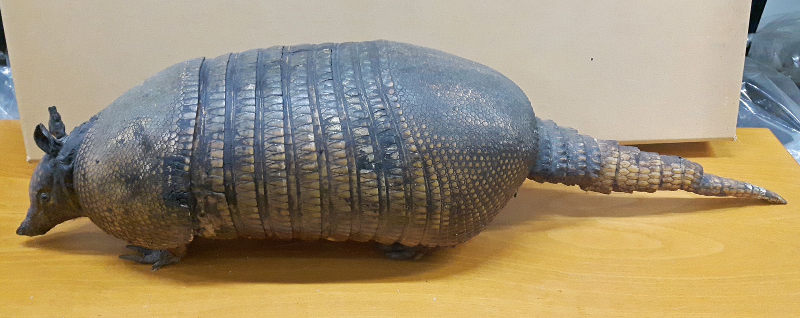 Dasypus kappleri Krauss, 1862