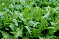 tarhasuolaheinä - Rumex rugosus | Yleiskuvaus | Suomen Lajitietokeskus