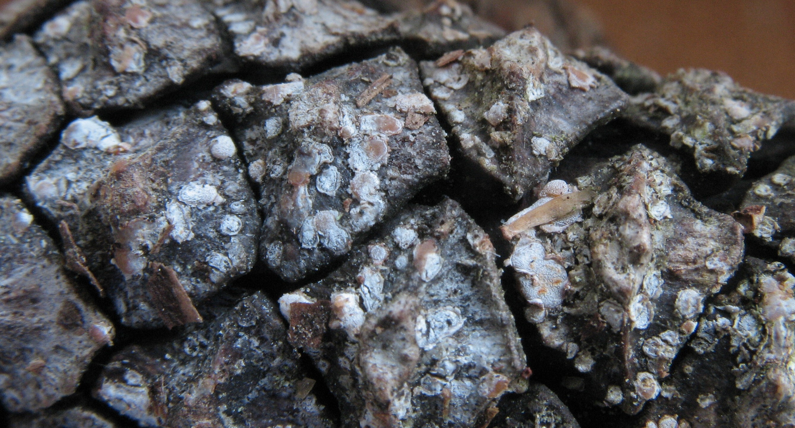 Propolis farinosa (Pers.) Fr.