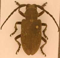 kankuri - Lamia textor | Yleiskuvaus | Suomen Lajitietokeskus