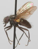 Helina laxifrons | Yleiskuvaus | Suomen Lajitietokeskus