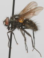 Helina subvittata | Tunnistus | Suomen Lajitietokeskus