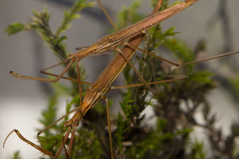 sauvalude - Ranatra linearis | Tunnistus | Suomen Lajitietokeskus