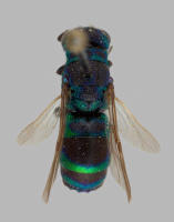 vyökultiainen - Chrysis equestris | Tunnistus | Suomen Lajitietokeskus