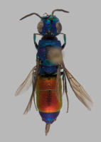 paahdekultiainen - Chrysis rutilans | Tunnistus | Suomen Lajitietokeskus