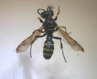 rengaspistiäiset - Philanthidae | Yleiskuvaus | Suomen Lajitietokeskus