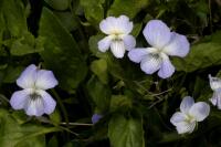 Viola canina × stagnina | Tunnistus | Suomen Lajitietokeskus