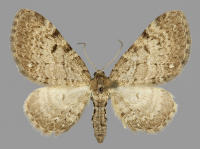 konnanmarjamittari - Eupithecia actaeata | Tunnistus | Suomen ...