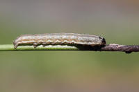 pyöröneilikkayökkönen - Hadena perplexa | Yleiskuvaus | Suomen ...