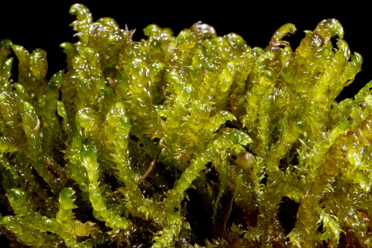 lierosammalet - Scorpidium | Tunnistus | Suomen Lajitietokeskus