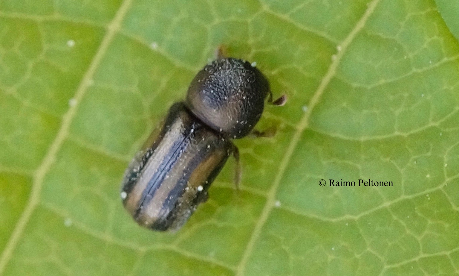 Trypodendron signatum (J.C.Fabricius, 1792)