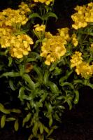 rohtosamettikukka - Tagetes lucida | Tunnistus | Suomen Lajitietokeskus