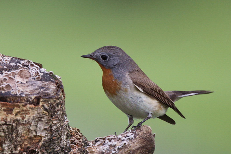 pikkusieppo - Ficedula parva | Tunnistus | Suomen Lajitietokeskus