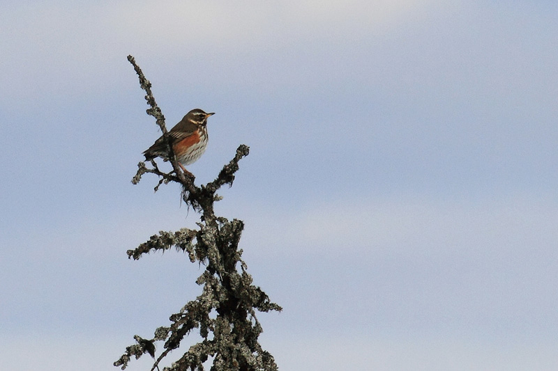 rastaat - Turdidae | Tunnistus | Suomen Lajitietokeskus