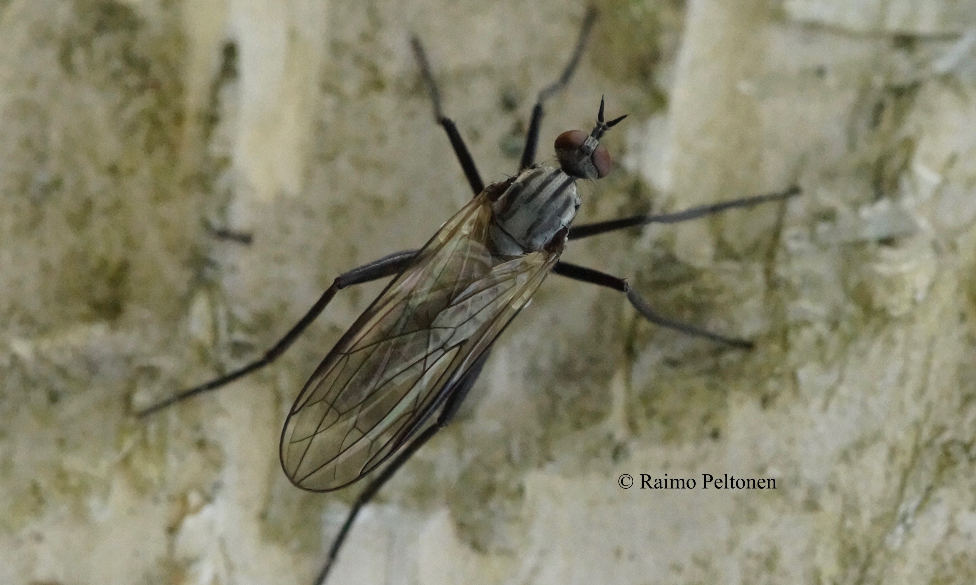Rhamphomyia crassirostris (Fallén, 1816)