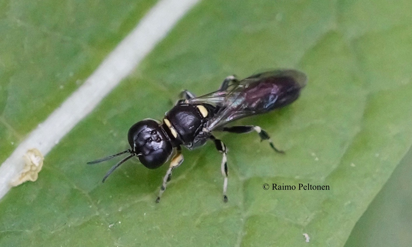 Crossocerus varus Lepeletier de Saint Fargeau & Brullé, 1835
