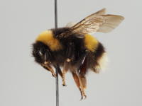 isokimalainen - Bombus magnus | Tunnistus | Suomen Lajitietokeskus